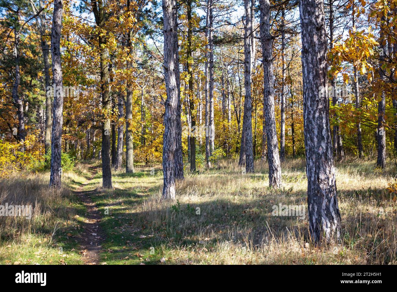 Sun rays through pine forest at Odessa Stock Photo - Alamy