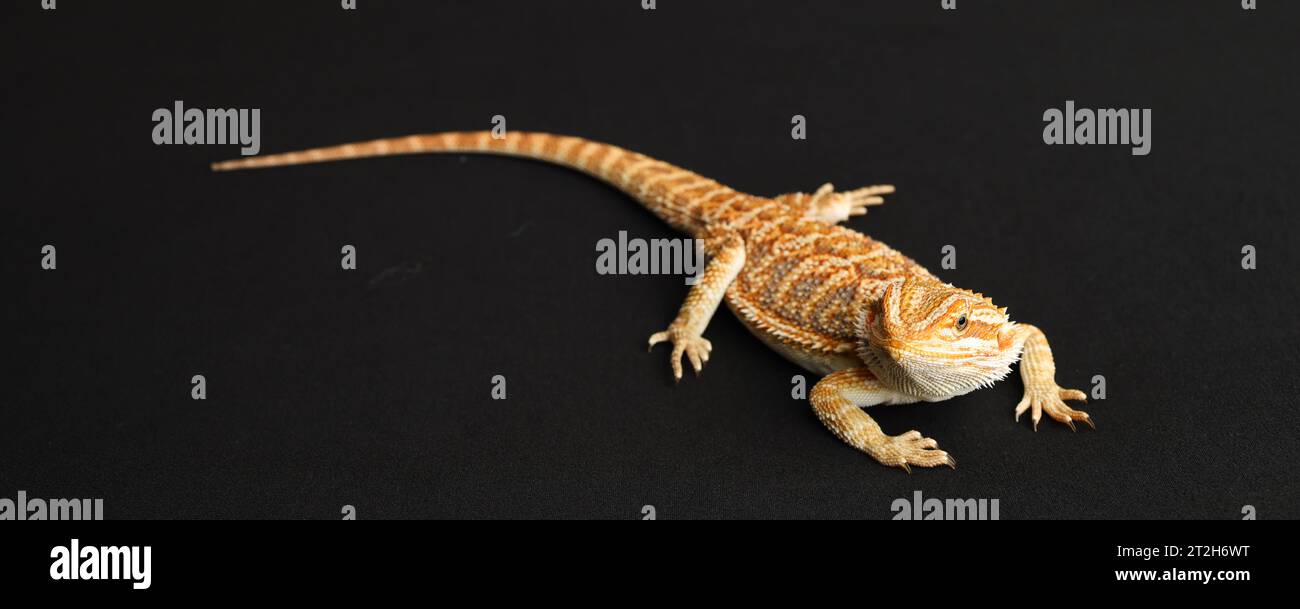 Bearded dragon studio macro photography on isolated black background ...