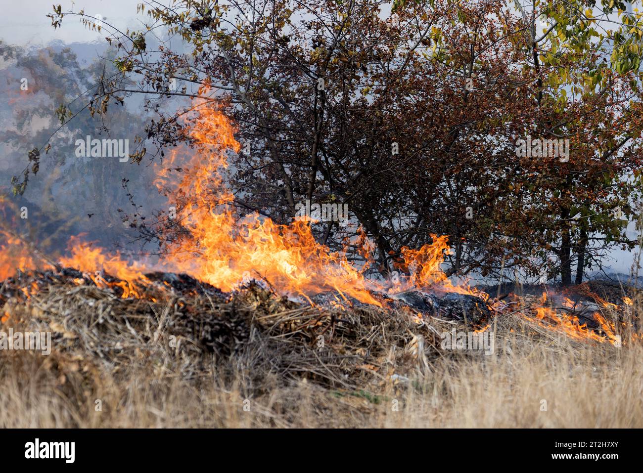 steppe fires during severe drought completely destroy fields. Disaster ...