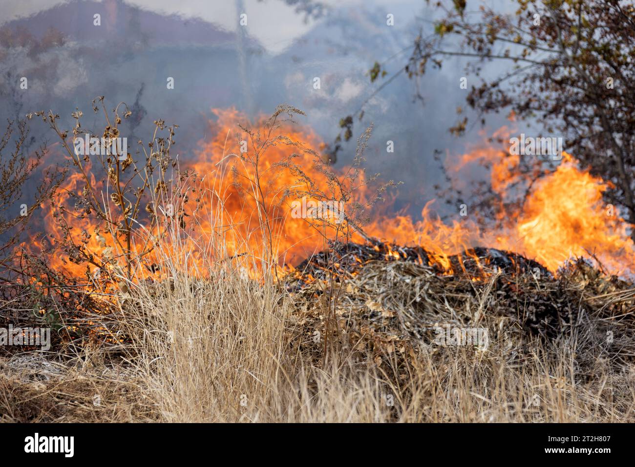 steppe fires during severe drought completely destroy fields. Disaster ...