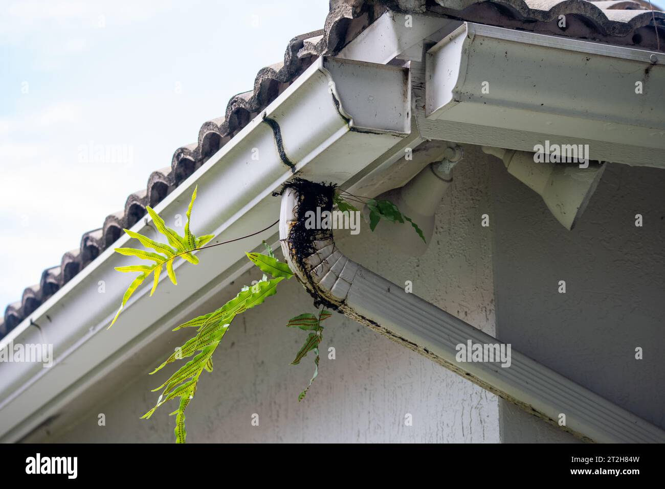 House Gutters deterioration Stock Photo - Alamy