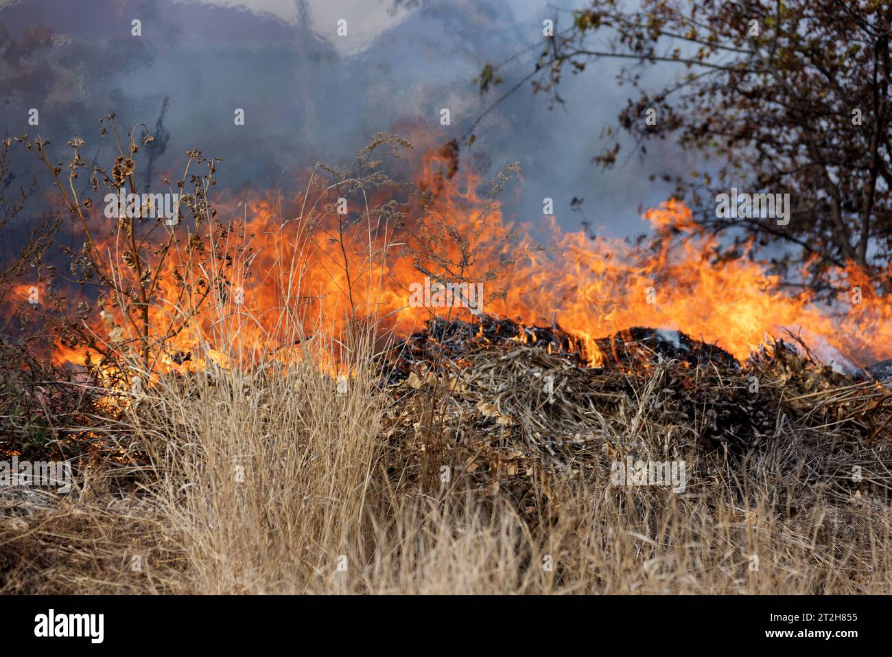 steppe fires during severe drought completely destroy fields. Disaster ...