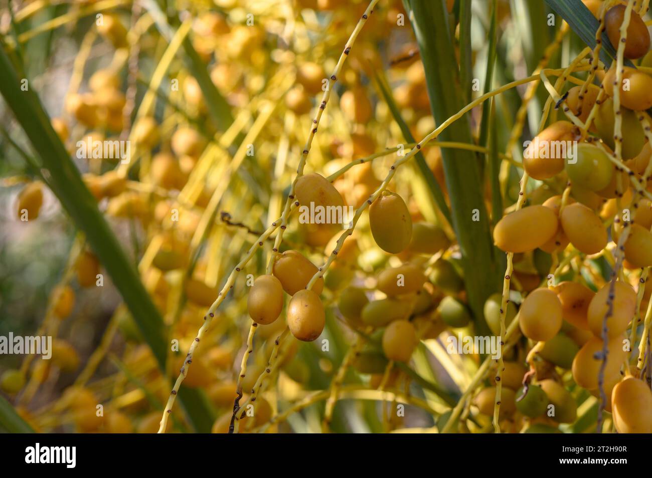 dates on a date palm branch 16 Stock Photo - Alamy