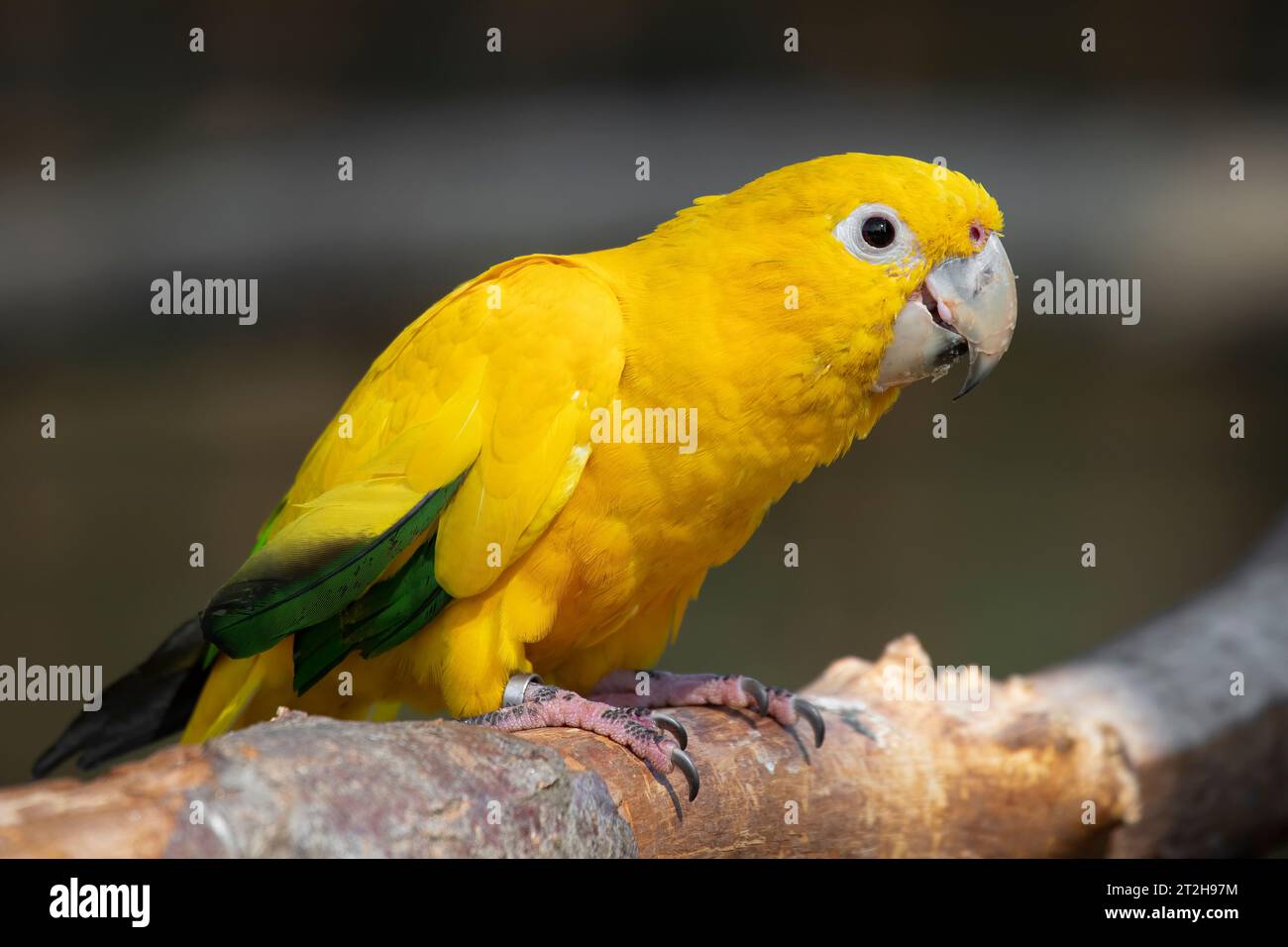 A close up of a queen of bavaria conure also known as golden parakeet ...