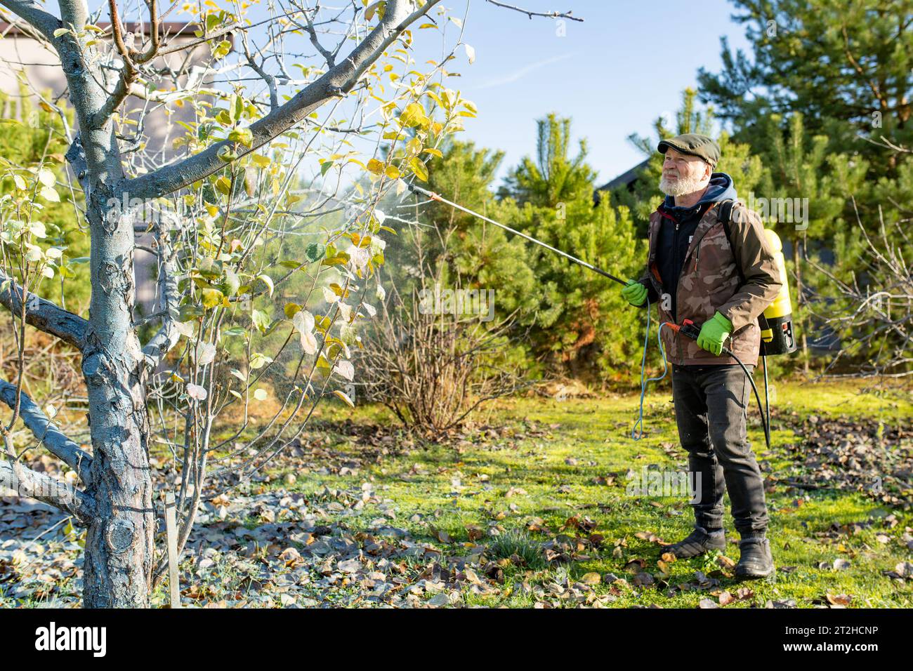Middle age gardener with a mist fogger sprayer sprays fungicide and ...