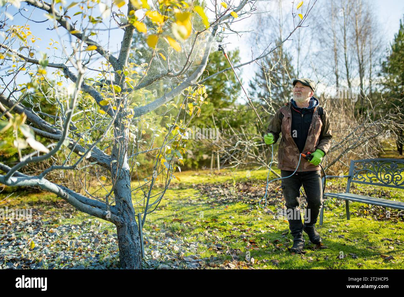 Middle age gardener with a mist fogger sprayer sprays fungicide and ...