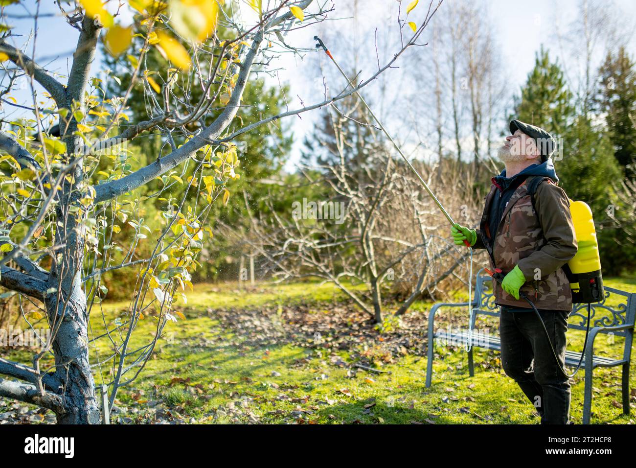 Middle age gardener with a mist fogger sprayer sprays fungicide and ...
