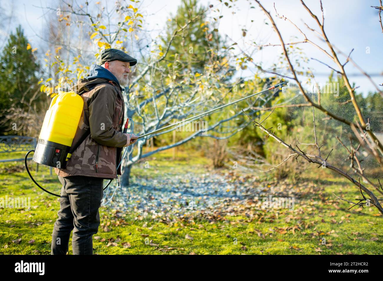 Middle age gardener with a mist fogger sprayer sprays fungicide and ...