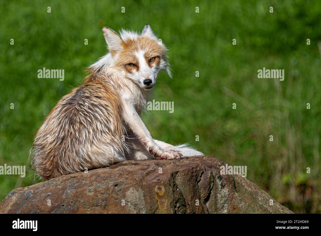 Fox (Vulpes vulpes) with Light Colored Fur Stock Photo - Alamy