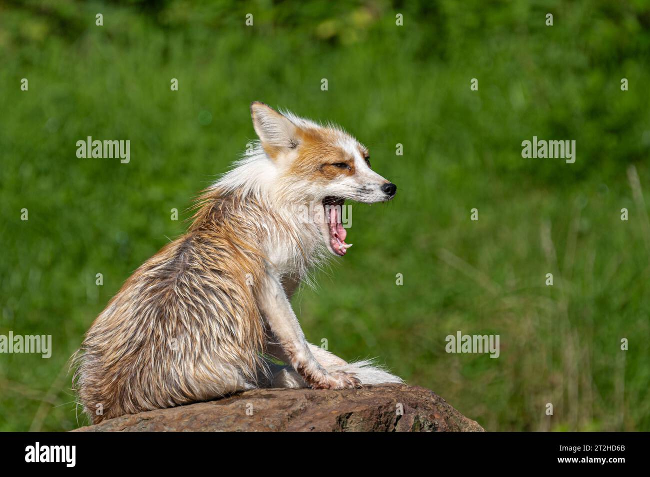Fox (Vulpes vulpes) with Light Colored Fur Stock Photo - Alamy