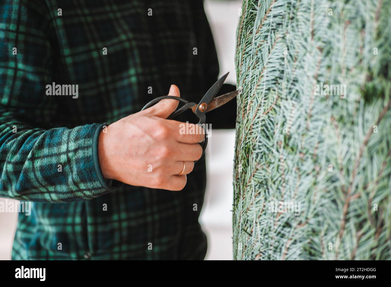 Christmas unpacking.wrapped christmas tree. man in a plaid shirt cuts ... Christmas unpacking.wrapped christmas tree. man in a plaid shirt cuts ...
