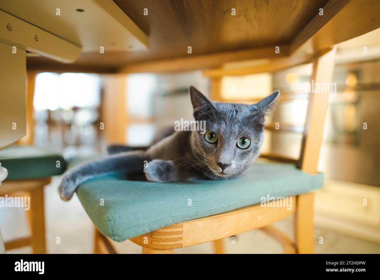 Kitten under table hi-res stock photography and images - Alamy