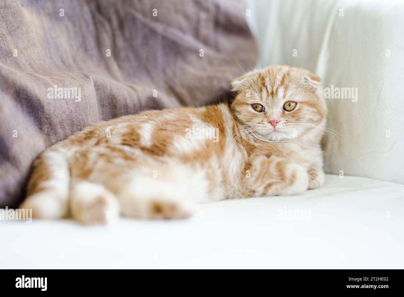 Red Scottish fold kitten having rest on a sofa in a living room ...