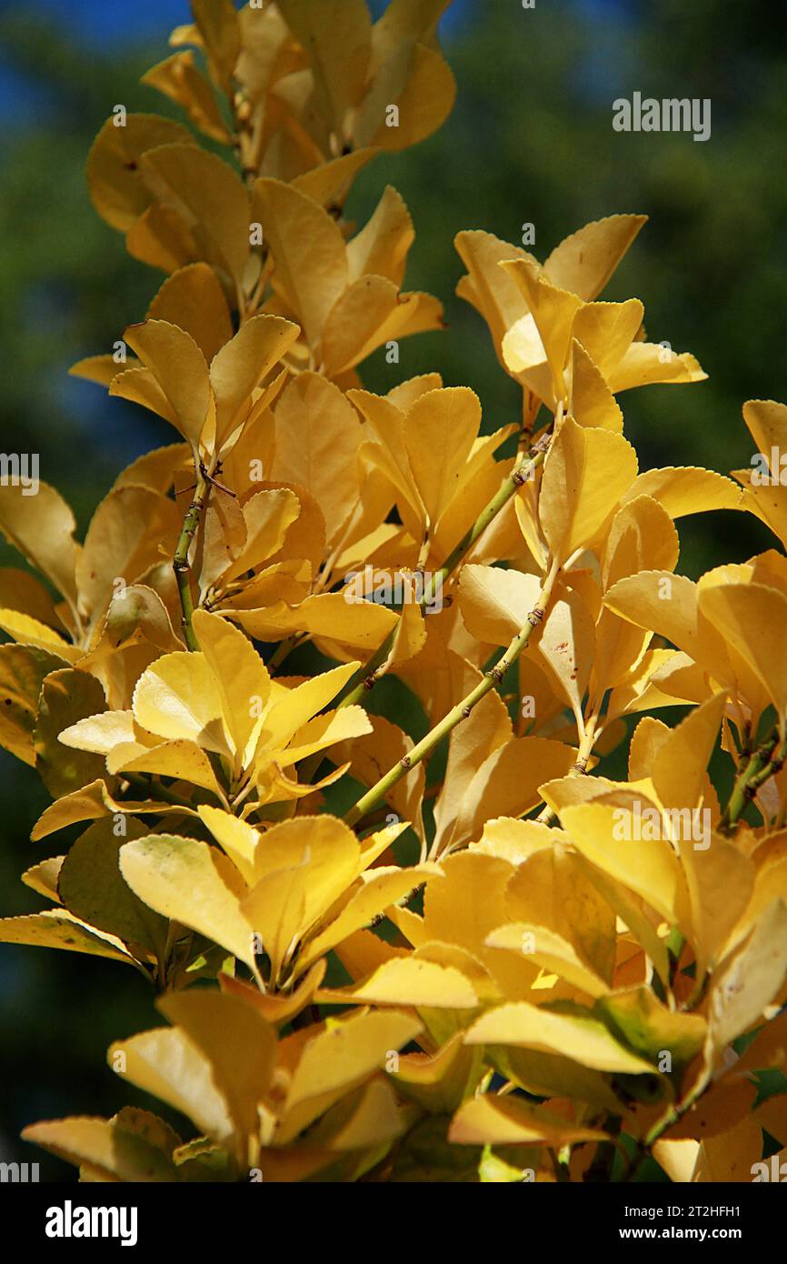 Close-up of the leaves of a Euonymus japonicus (Japanese Spindle) shrub ...