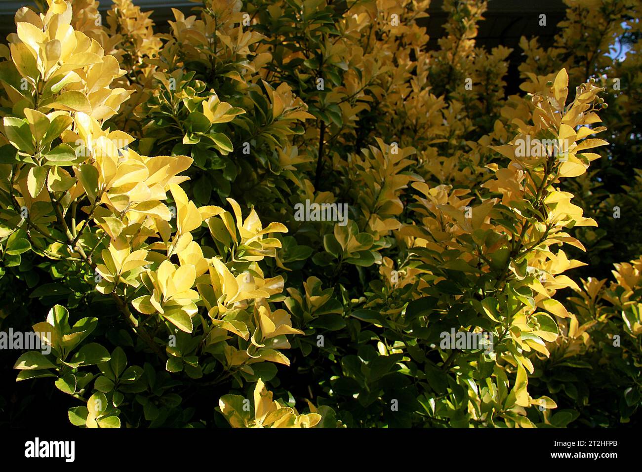 Close-up of the leaves of a Euonymus japonicus (Japanese Spindle) shrub ...
