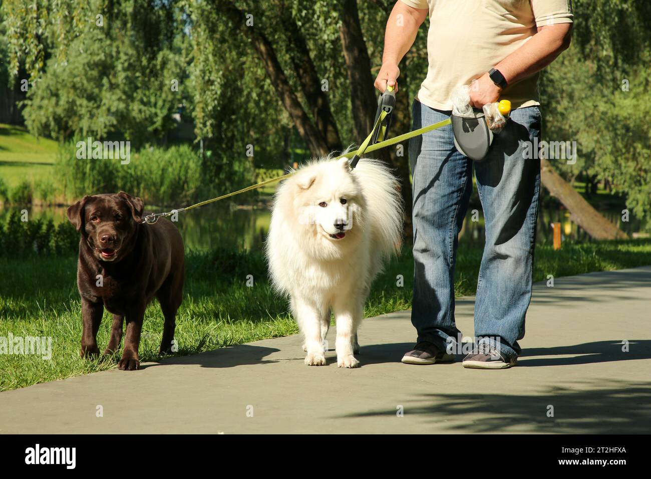 Man walking with dogs in park, closeup Stock Photo - Alamy