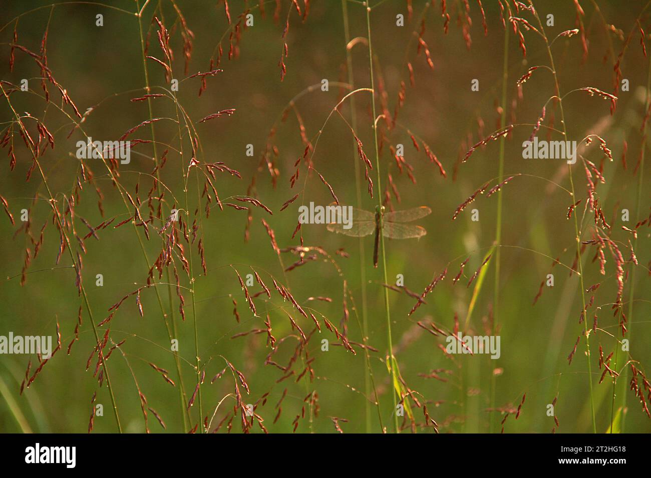 Switchgrass hi-res stock photography and images - Alamy
