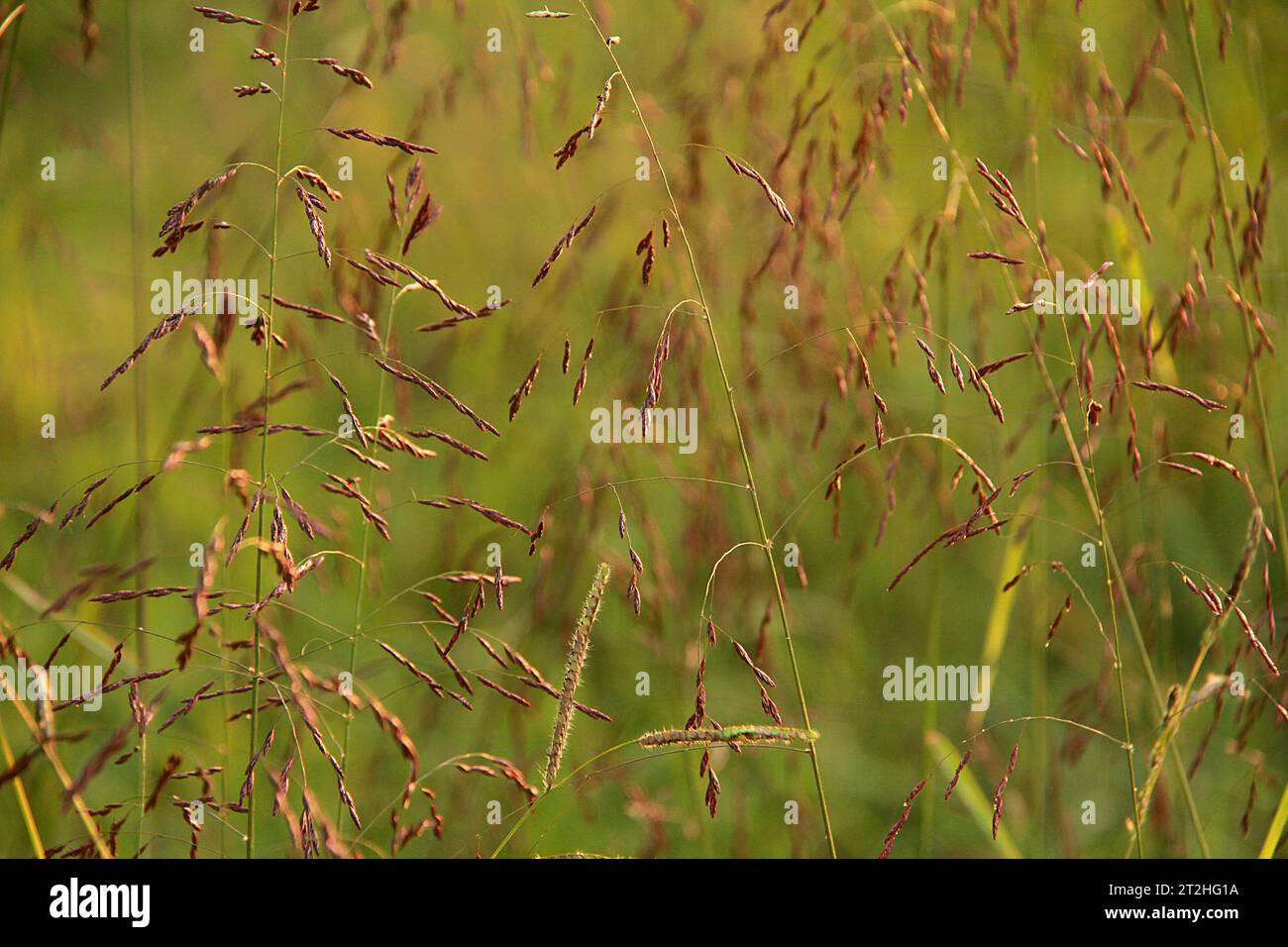 Switchgrass hi-res stock photography and images - Alamy