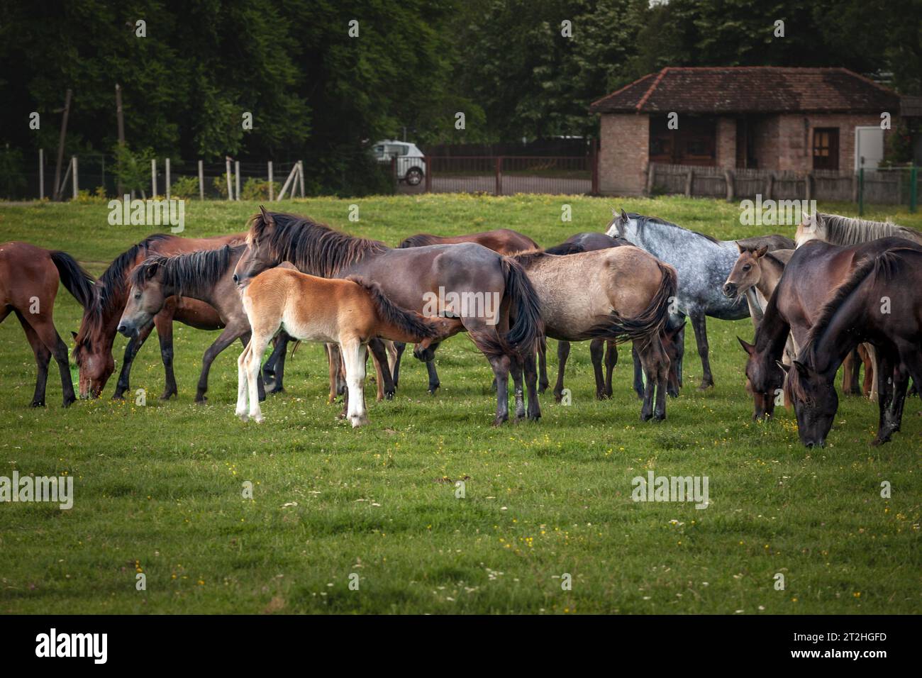 Horse sucking hi-res stock photography and images - Alamy