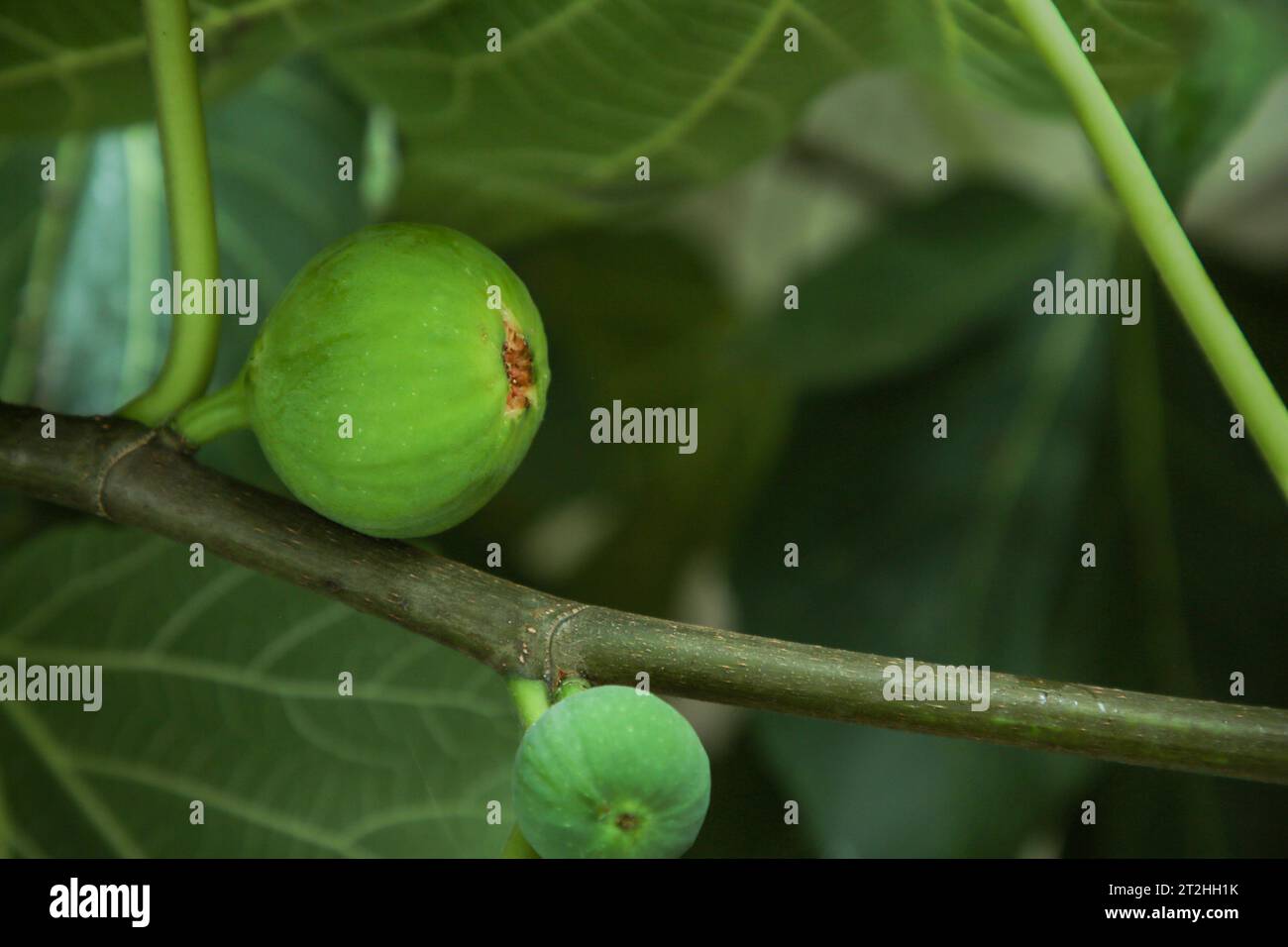 Unripe figs growing on tree in garden, closeup. Space for text Stock ...