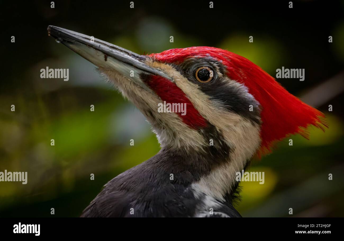 Female pileated woodpecker tree hi-res stock photography and images - Alamy