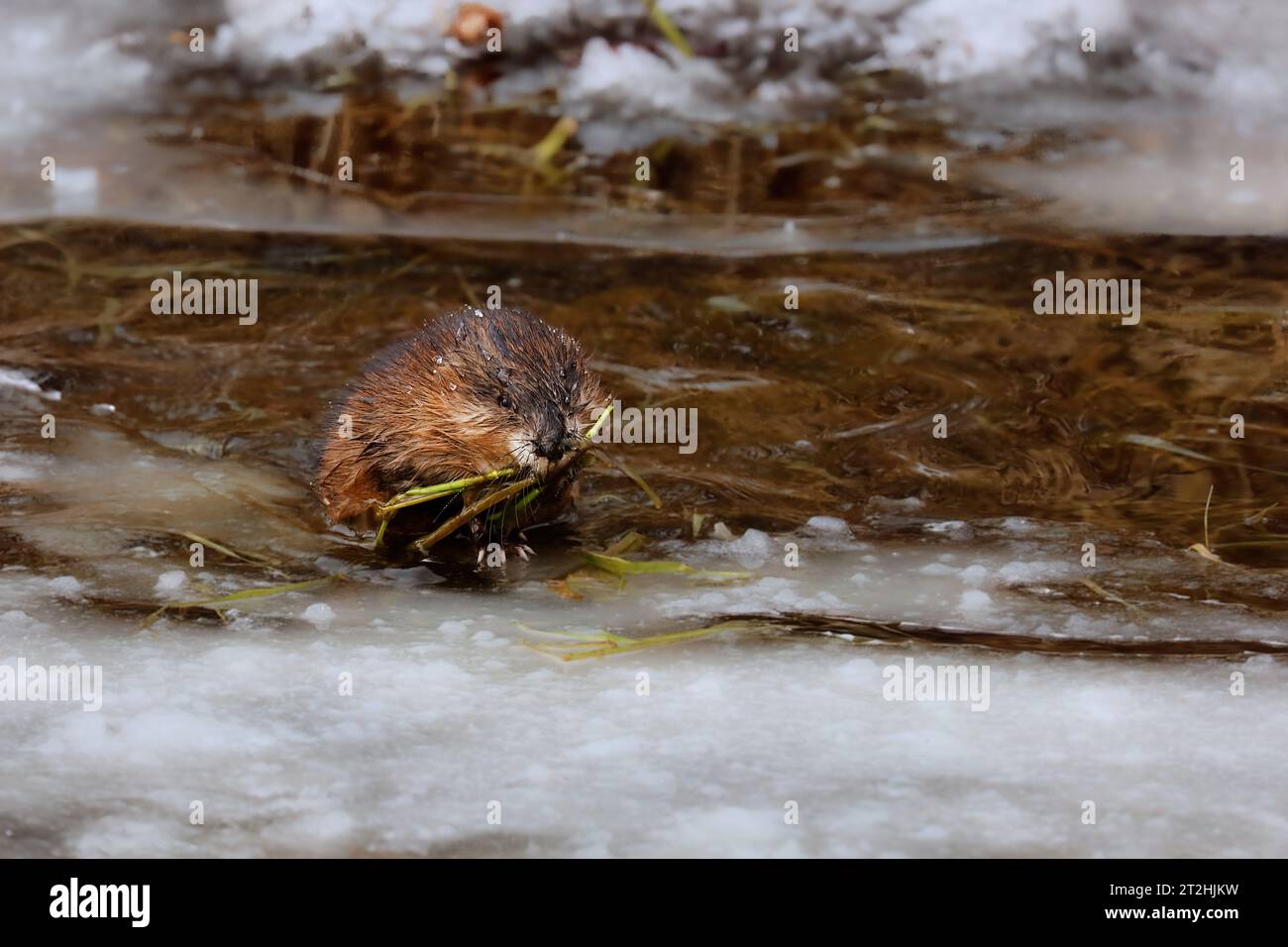 The muskrat (Ondatra zibethicus). Rodent native to North America Stock ...
