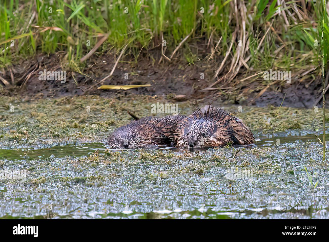 The muskrat (Ondatra zibethicus). Rodent native to North America Stock ...