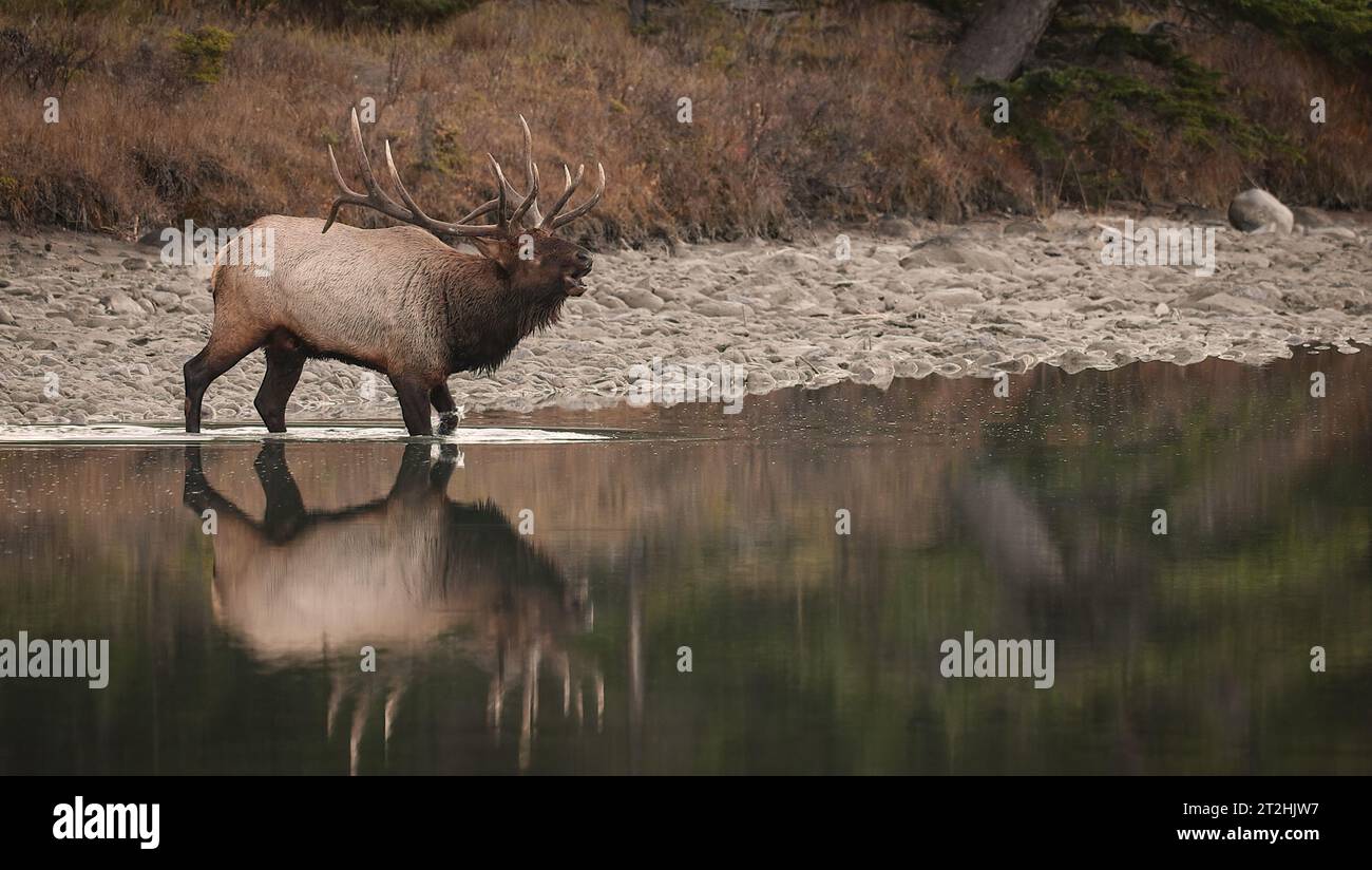 Elk rut in the Canadian Rockies Stock Photo - Alamy