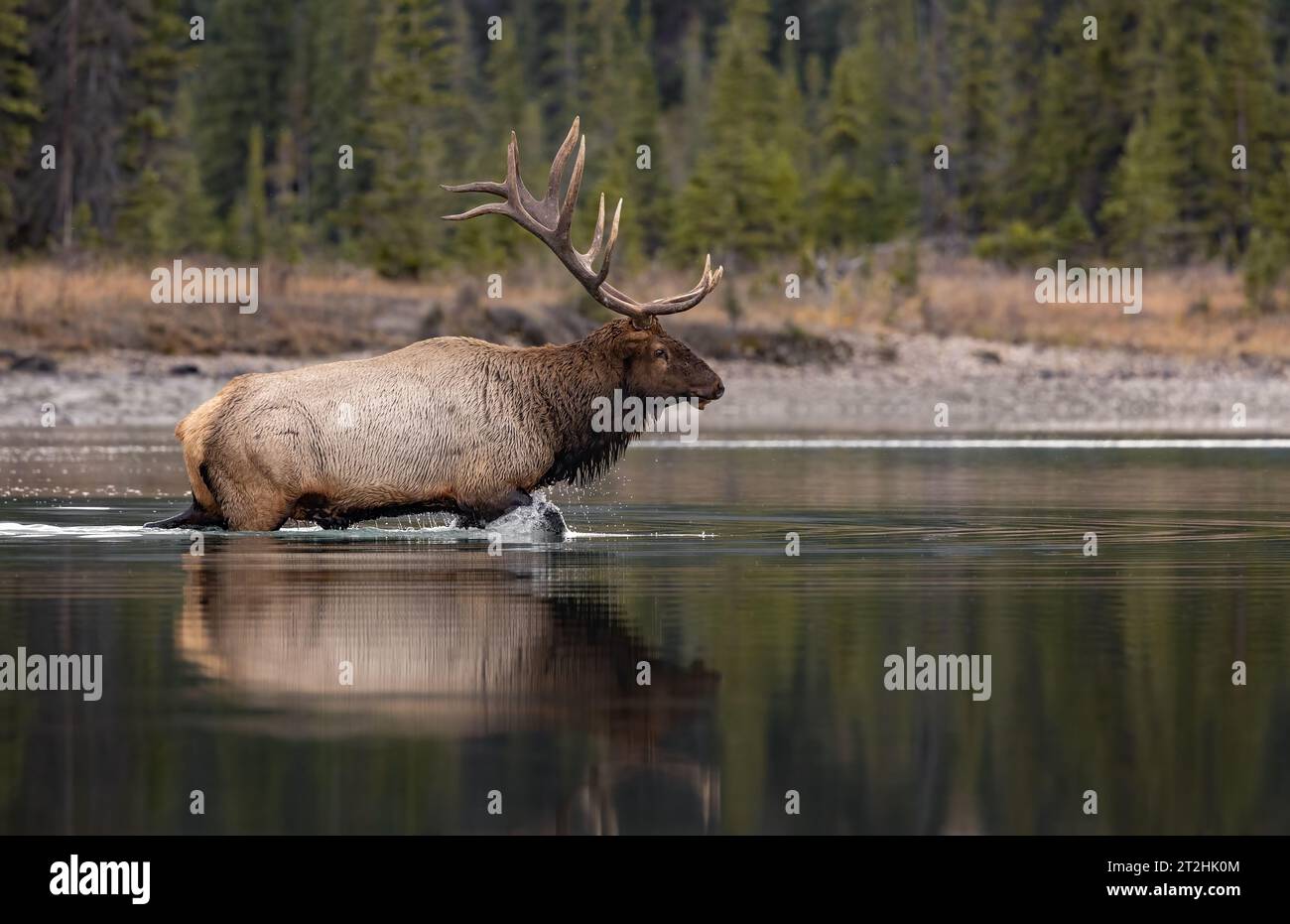Elk rut in the Canadian Rockies Stock Photo - Alamy