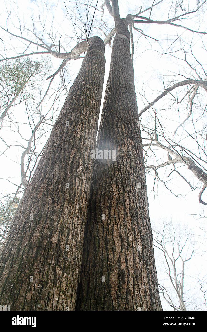 Two tree species hi-res stock photography and images - Alamy