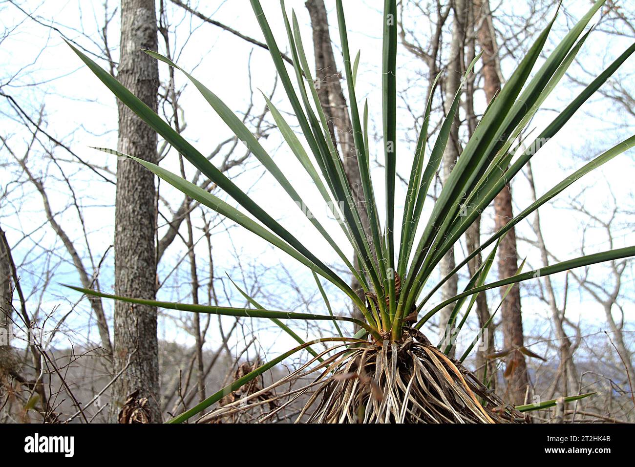 A Yucca plant growing in the woods in Virginia, USA Stock Photo - Alamy