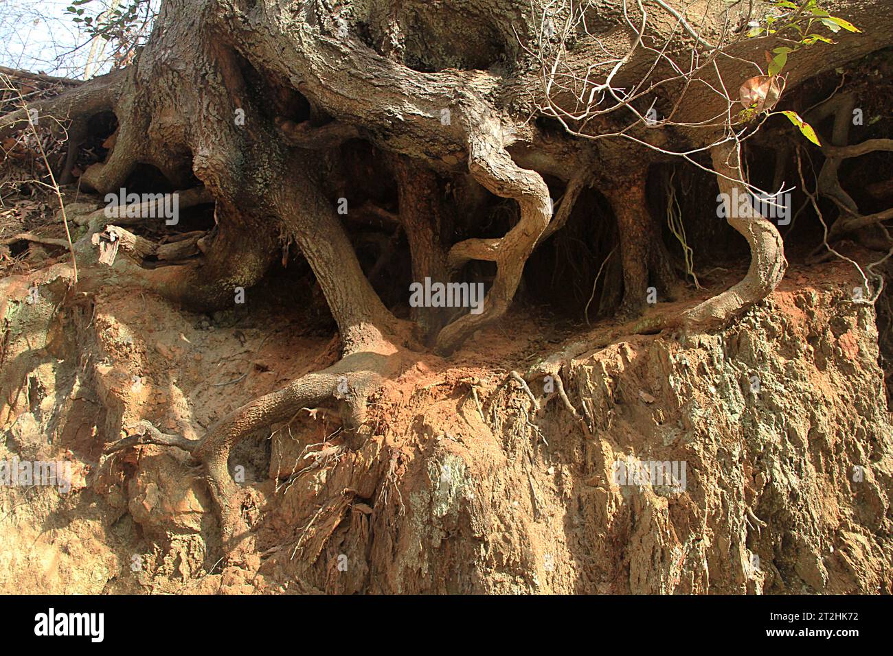 Virginia, USA. Tree roots exposed by erosion Stock Photo - Alamy