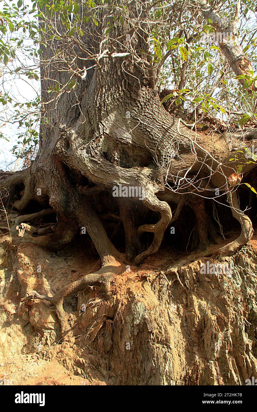 Virginia, USA. Tree roots exposed by erosion Stock Photo - Alamy