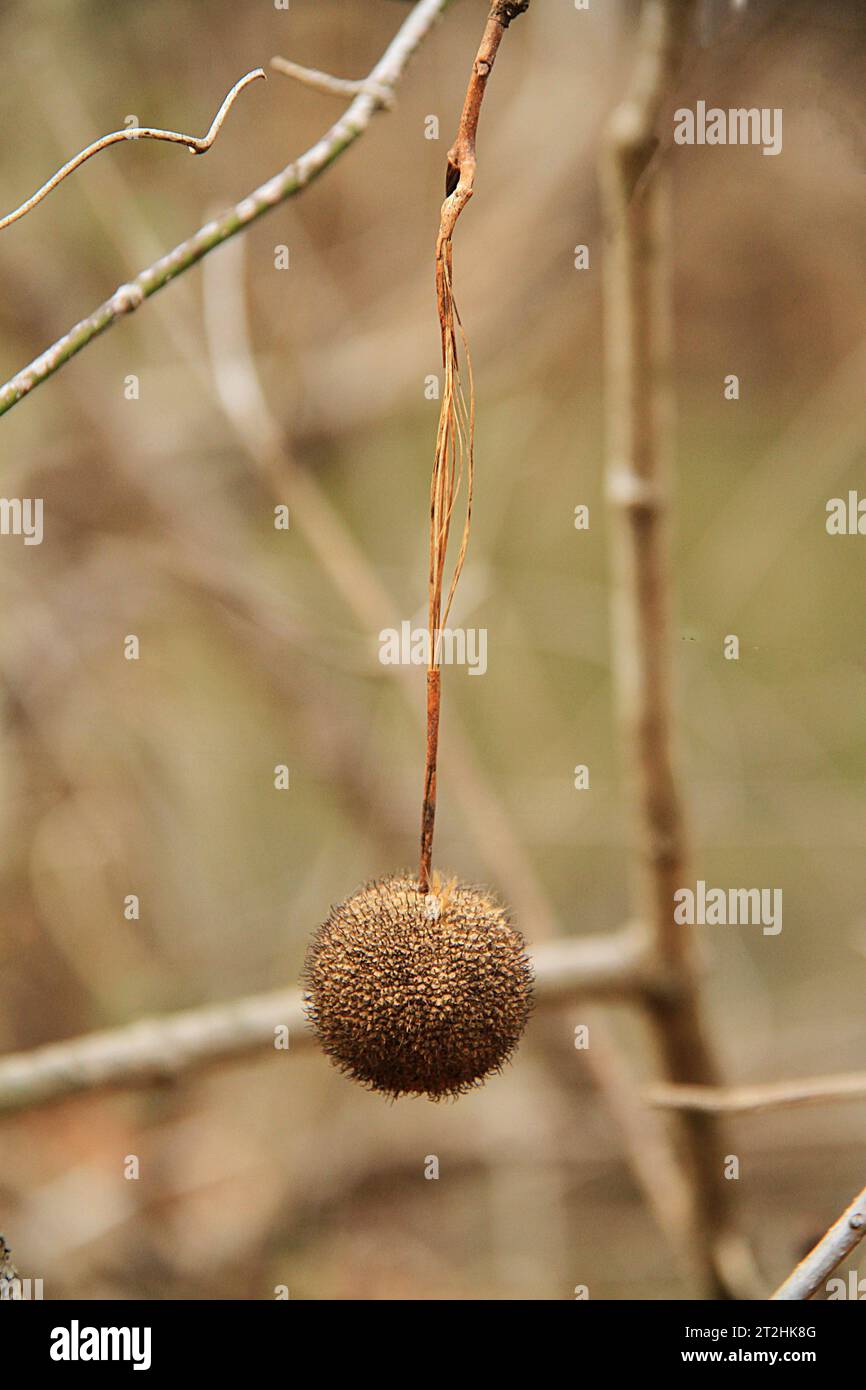 Platanus Occidentalis Fruit Sycamore, American (Platanus Occidentalis)