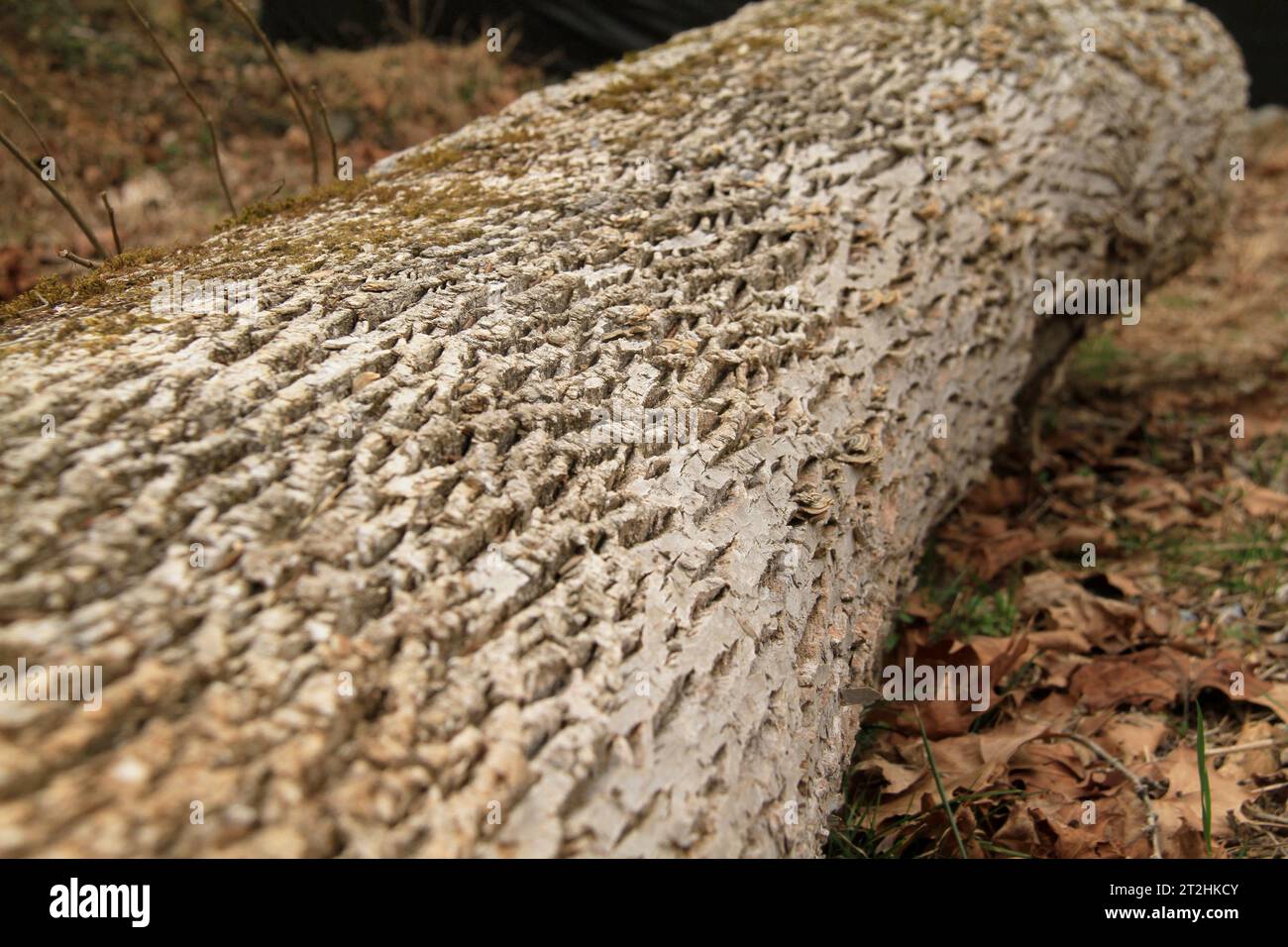 Remains of fallen tree hi-res stock photography and images - Alamy