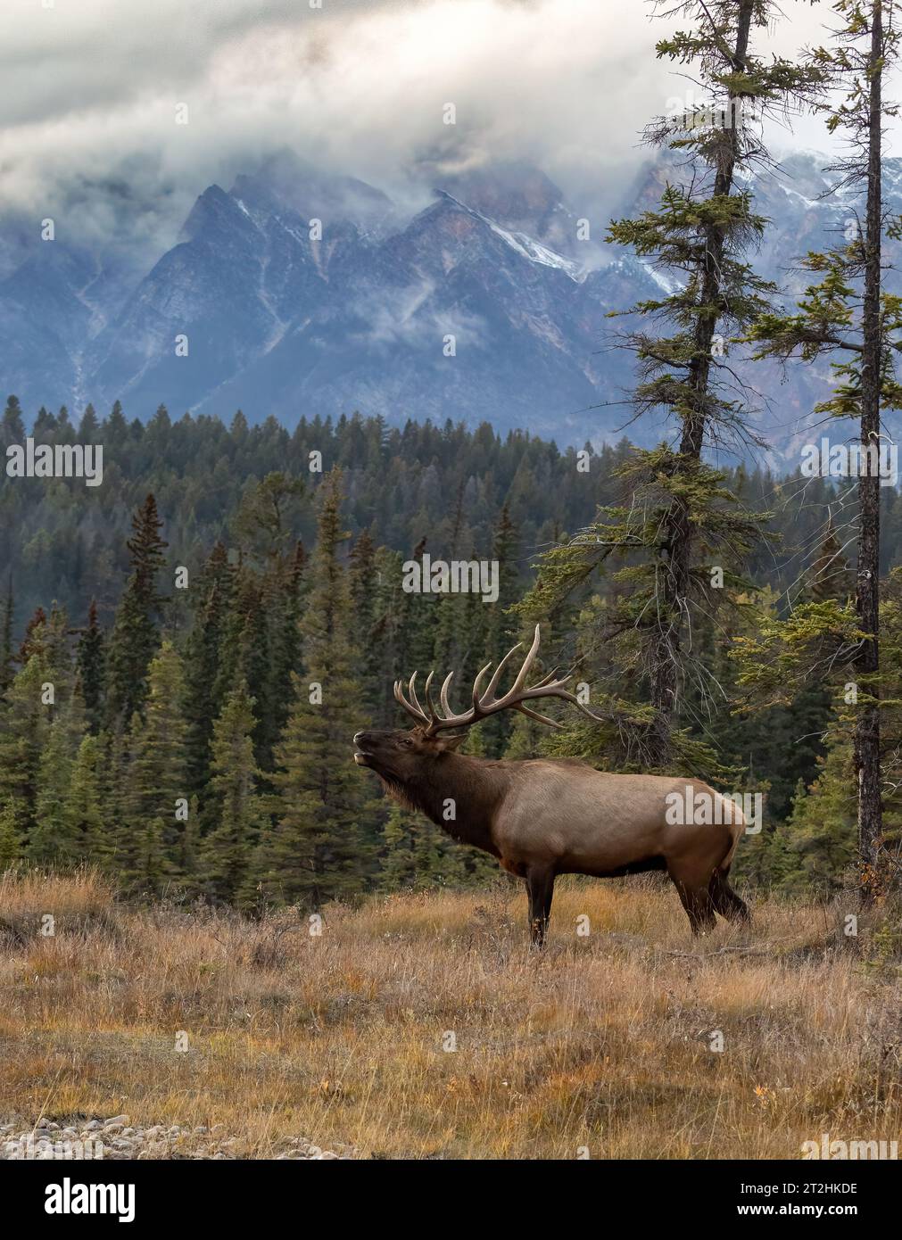 Elk rut in the Canadian Rockies Stock Photo - Alamy