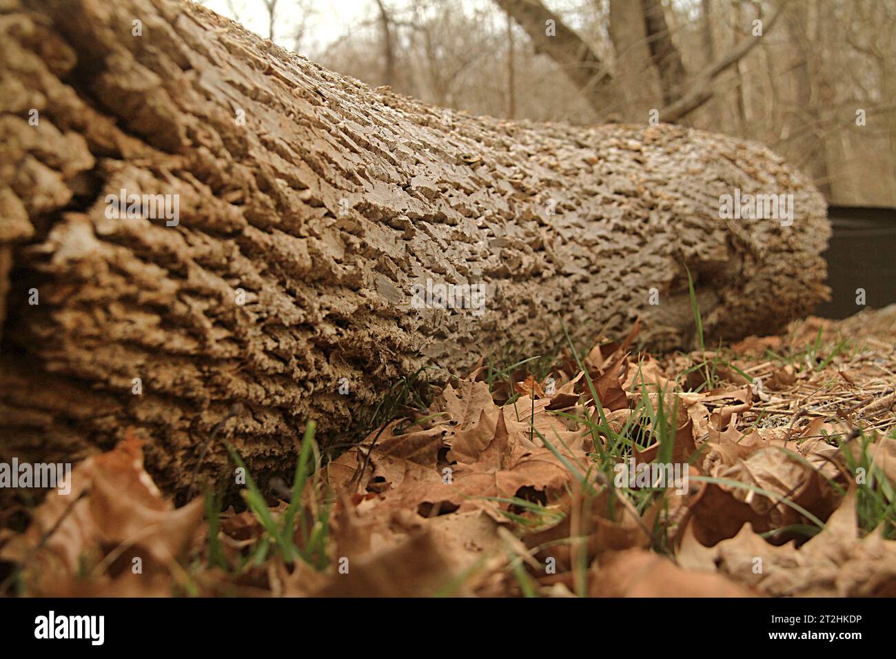 Remains of fallen tree hi-res stock photography and images - Alamy