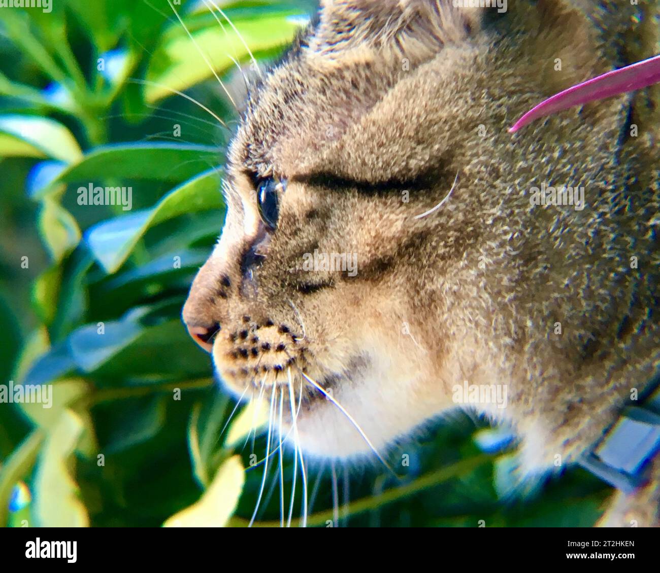 Close-up of a curious cat looking intently at the camera with a bright ...