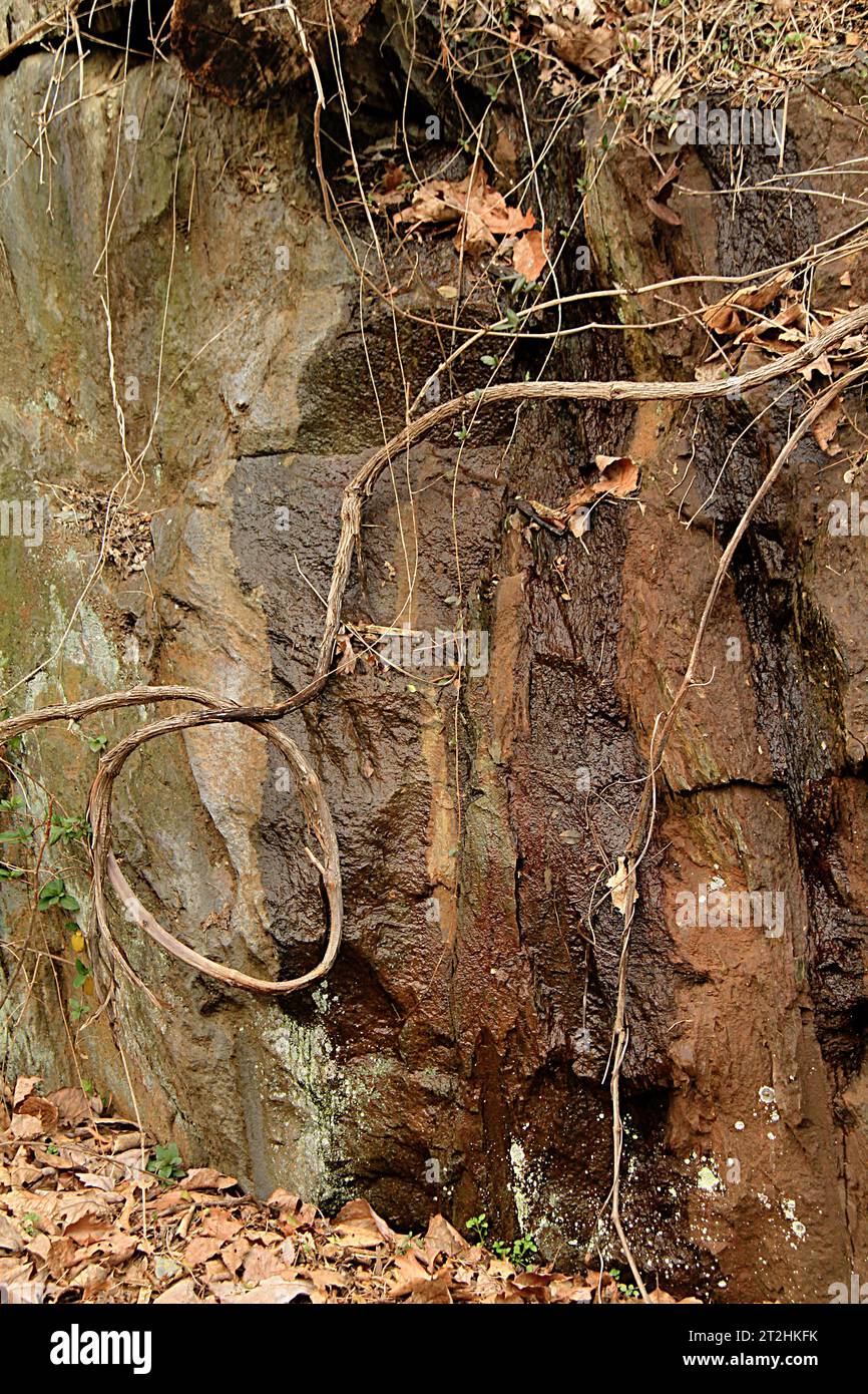 Water dripping on a rock in the Blue Ridge Mountains, VA, USA Stock ...