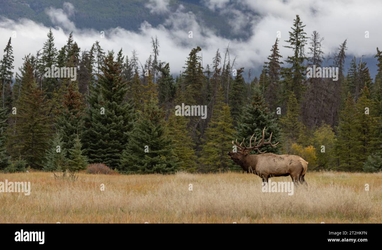 Elk rut in the Canadian Rockies Stock Photo - Alamy