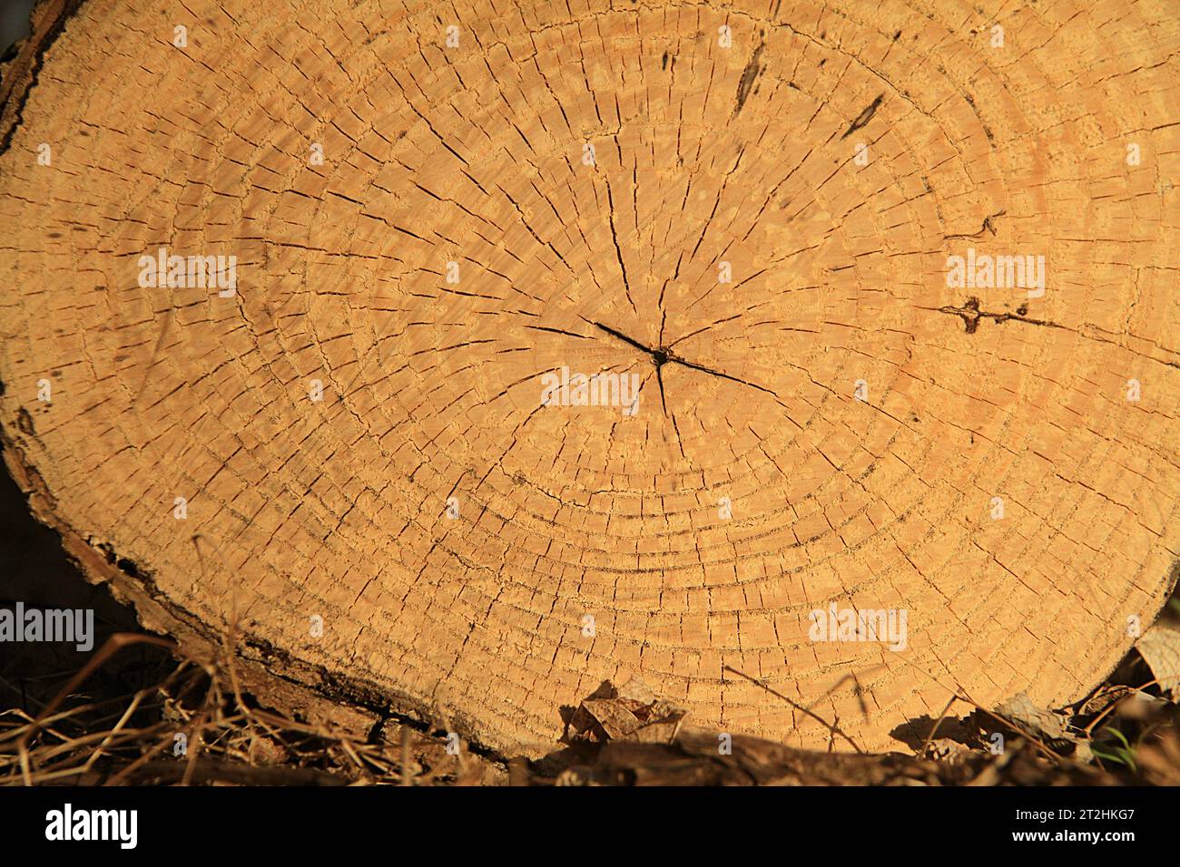 Close-up of a cross section of a tree Stock Photo - Alamy