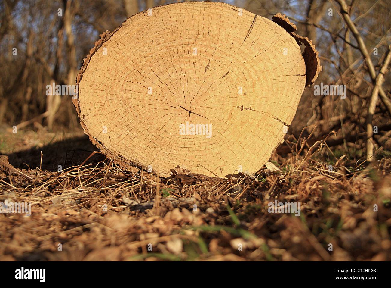 Close-up of a cross section of a tree Stock Photo - Alamy