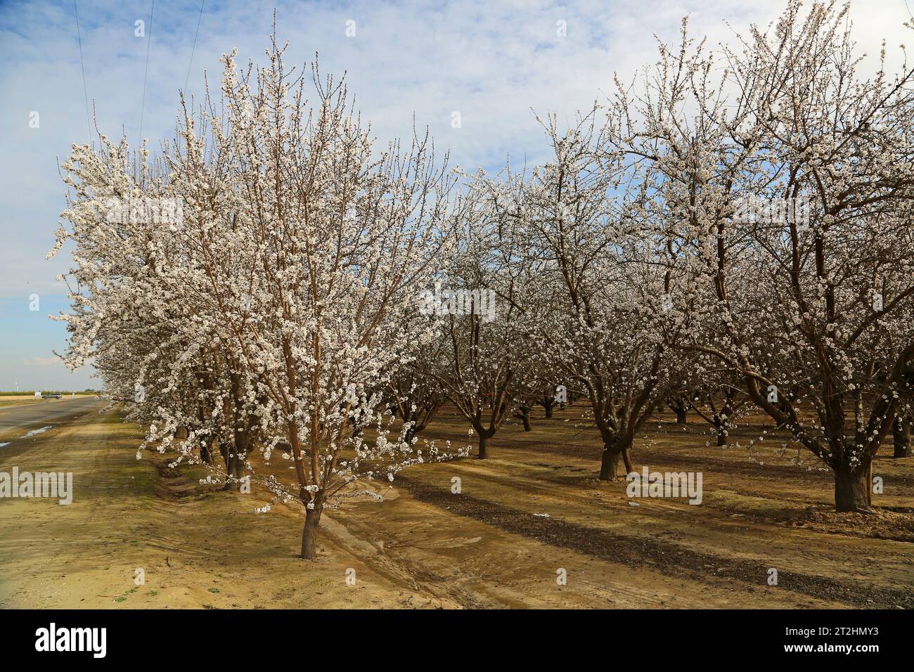 Almond blossom trees plantation hi-res stock photography and images - Alamy
