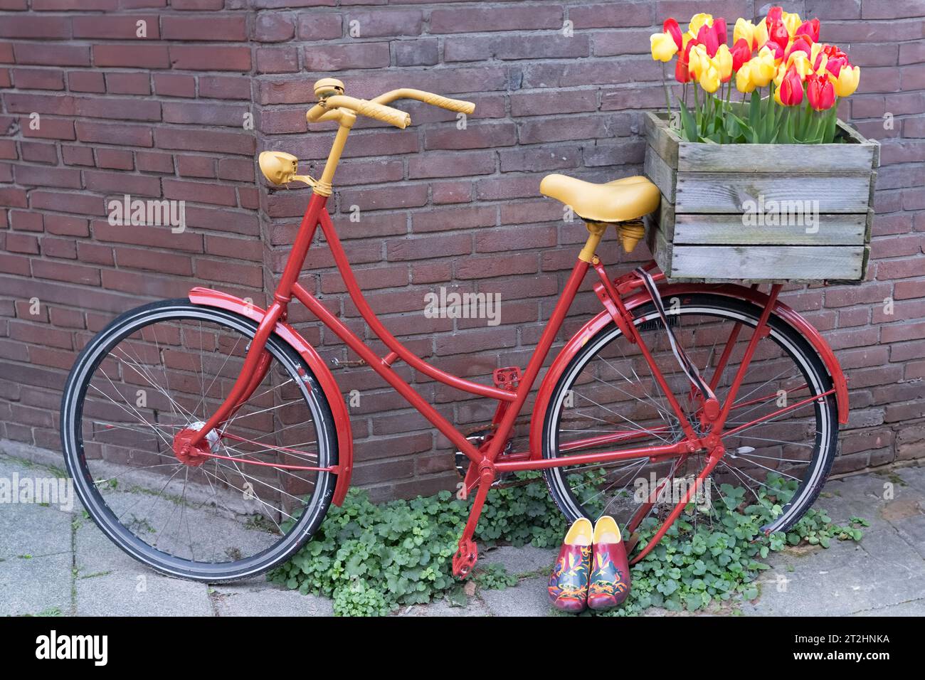Colorful vintage bicycle in front of an old brick wall with tulips in a ...