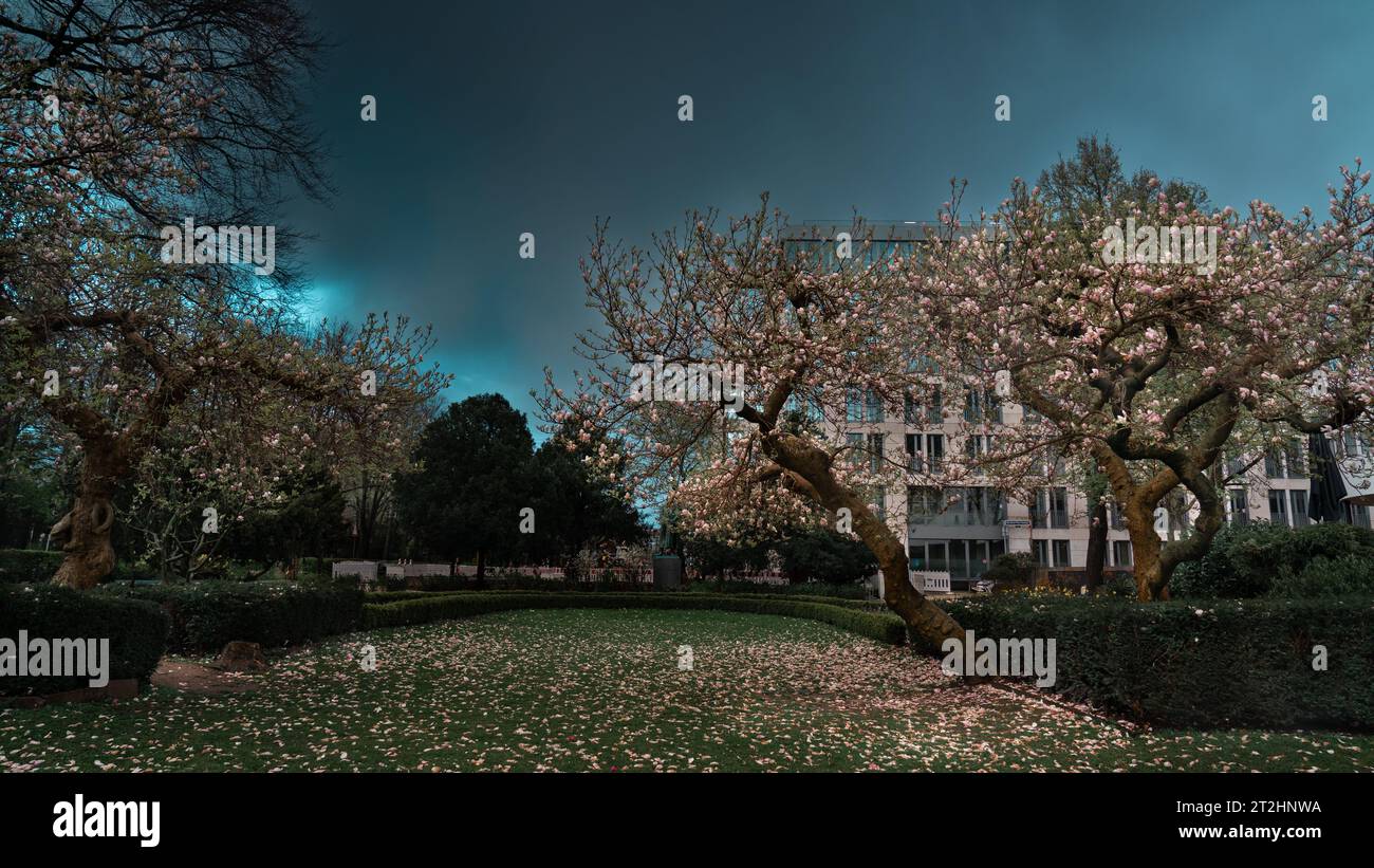 Magnolia trees lose their flowers in a beautiful garden during a ...