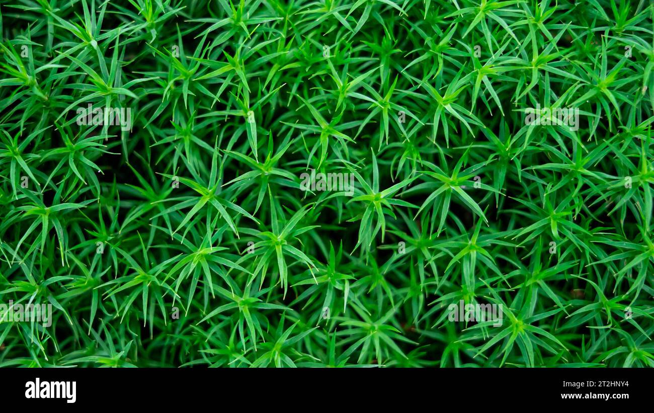 Bed of Moss in a German Forest Stock Photo - Alamy