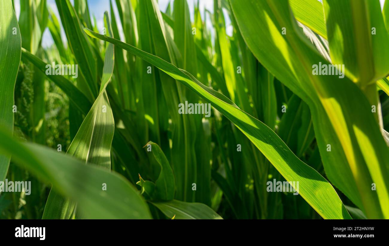 Close up fresh corn plants hi-res stock photography and images - Alamy