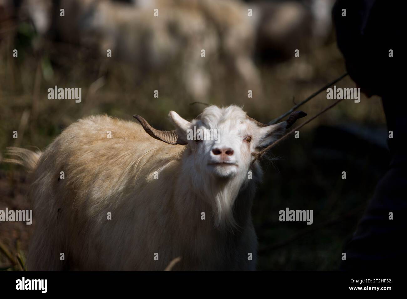 Kathmandu, Nepal. 19th Oct, 2023. A goat is pictured at a market during ...