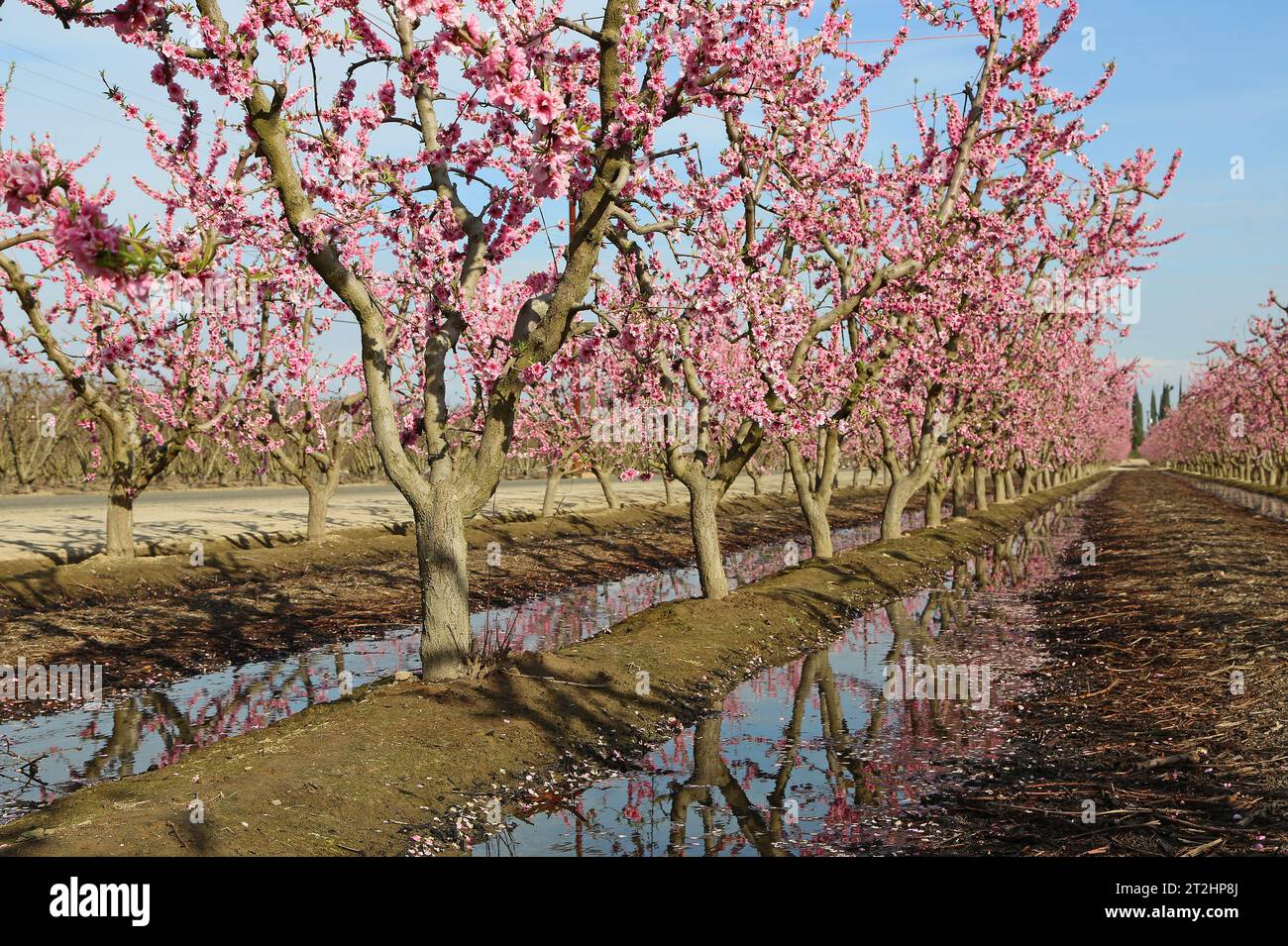 Peach tree row - California Stock Photo - Alamy