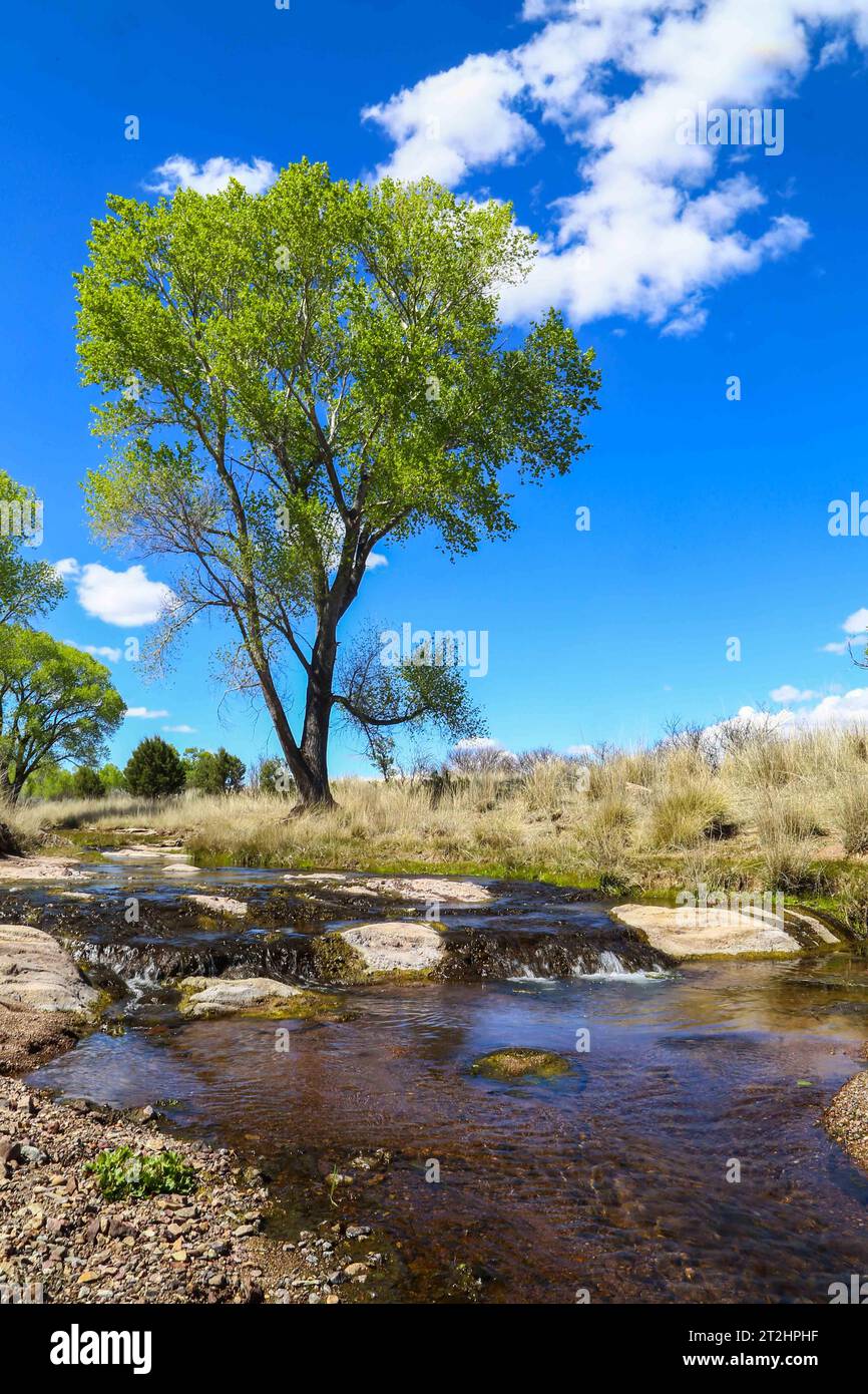 Stream of water. The San Pedro River Basin in the Rancho Los Fresnos of ...